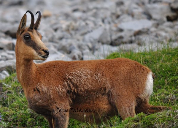 Huellas y Bichos: Rebeco Cantábrico (Rupicapra pyrenaica parva)