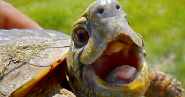 North Birmingham Zoobrary Reporting: An Interview with Turtle Tuck