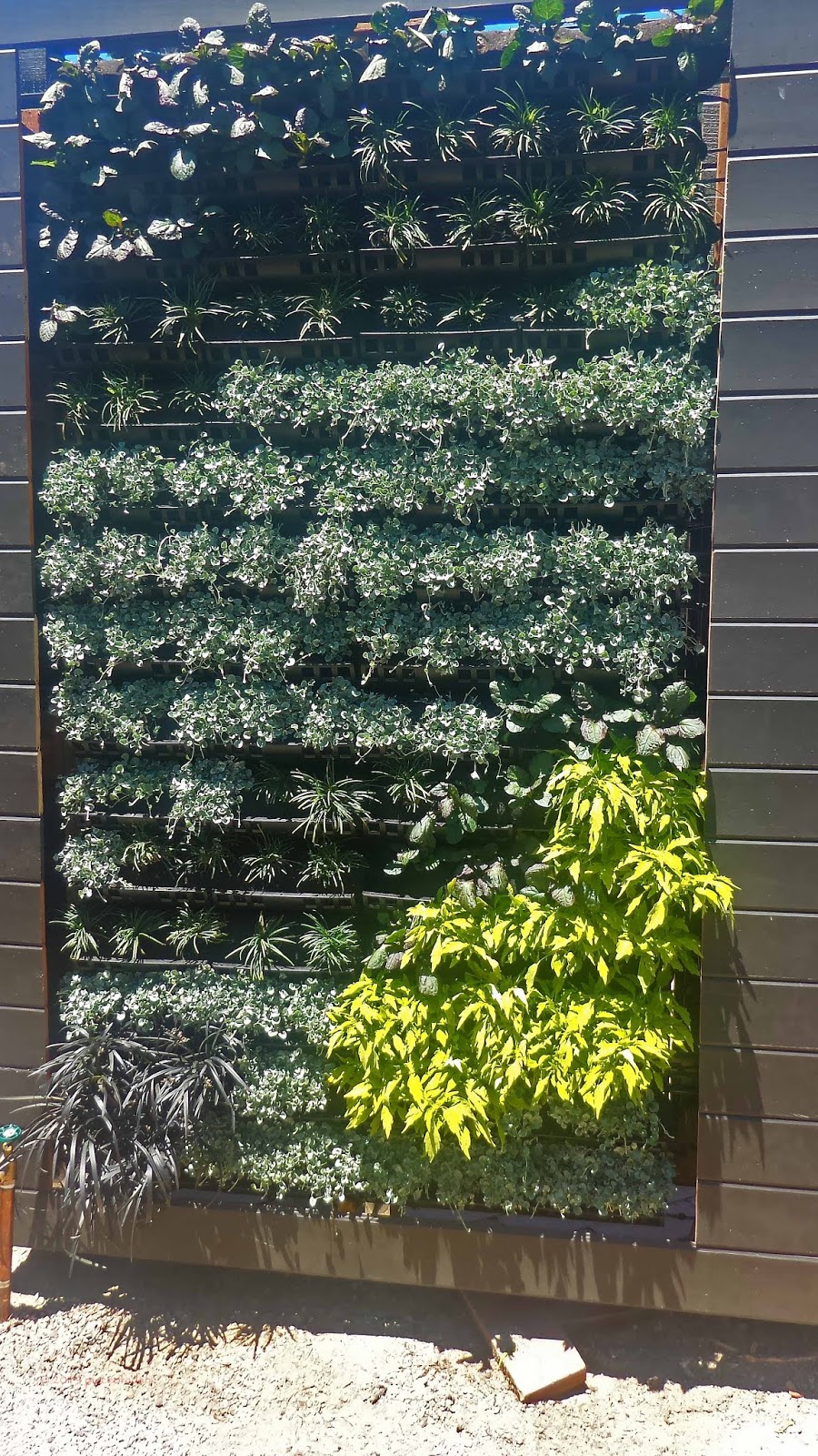 Family Visit To Brief Golden Tree/Roger's Has A New Vertical Planter