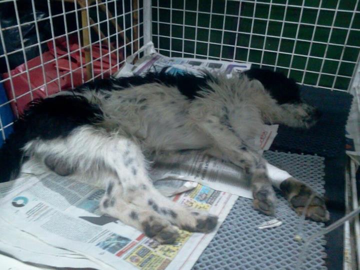 Refugio Zoobrevivientes: RESCATE DE "BARBINCHO" 11 DE AGOSTO 2012