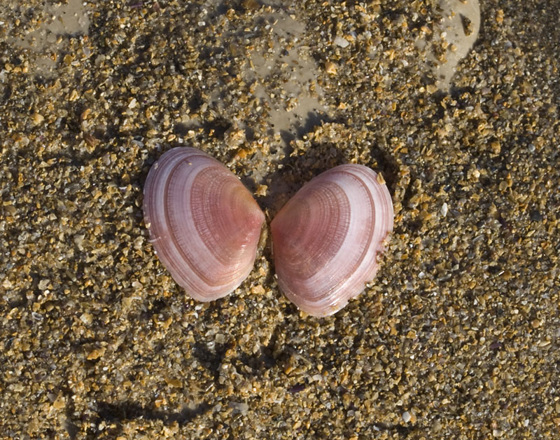 Paseos por la naturaleza: Macomangulus tenuis (Tellina tenuis)