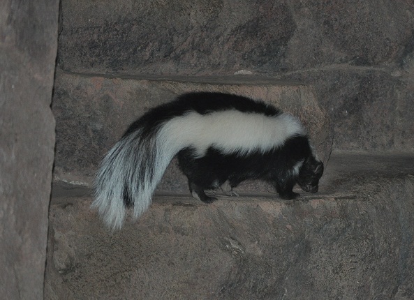 ZOOTOGRAFIANDO (6.100 ANIMALS): MOFETA RAYADA / STRIPED SKUNK (Mephitis ...