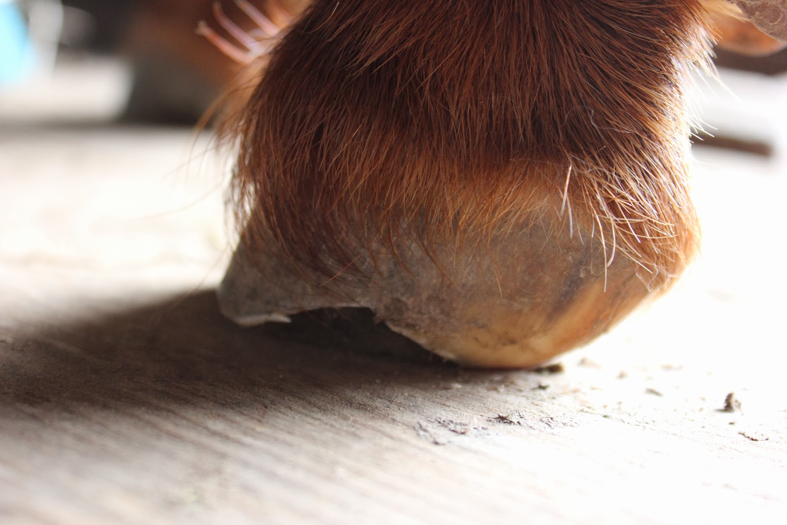 HighTail Farms: Trimming Goat Hooves