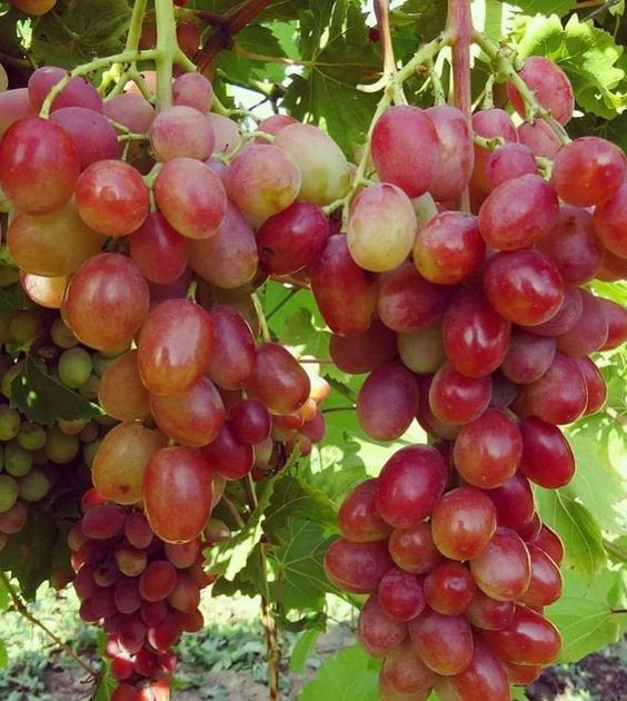 Koleksi Bibit Tanaman Anggur - agroindah.com