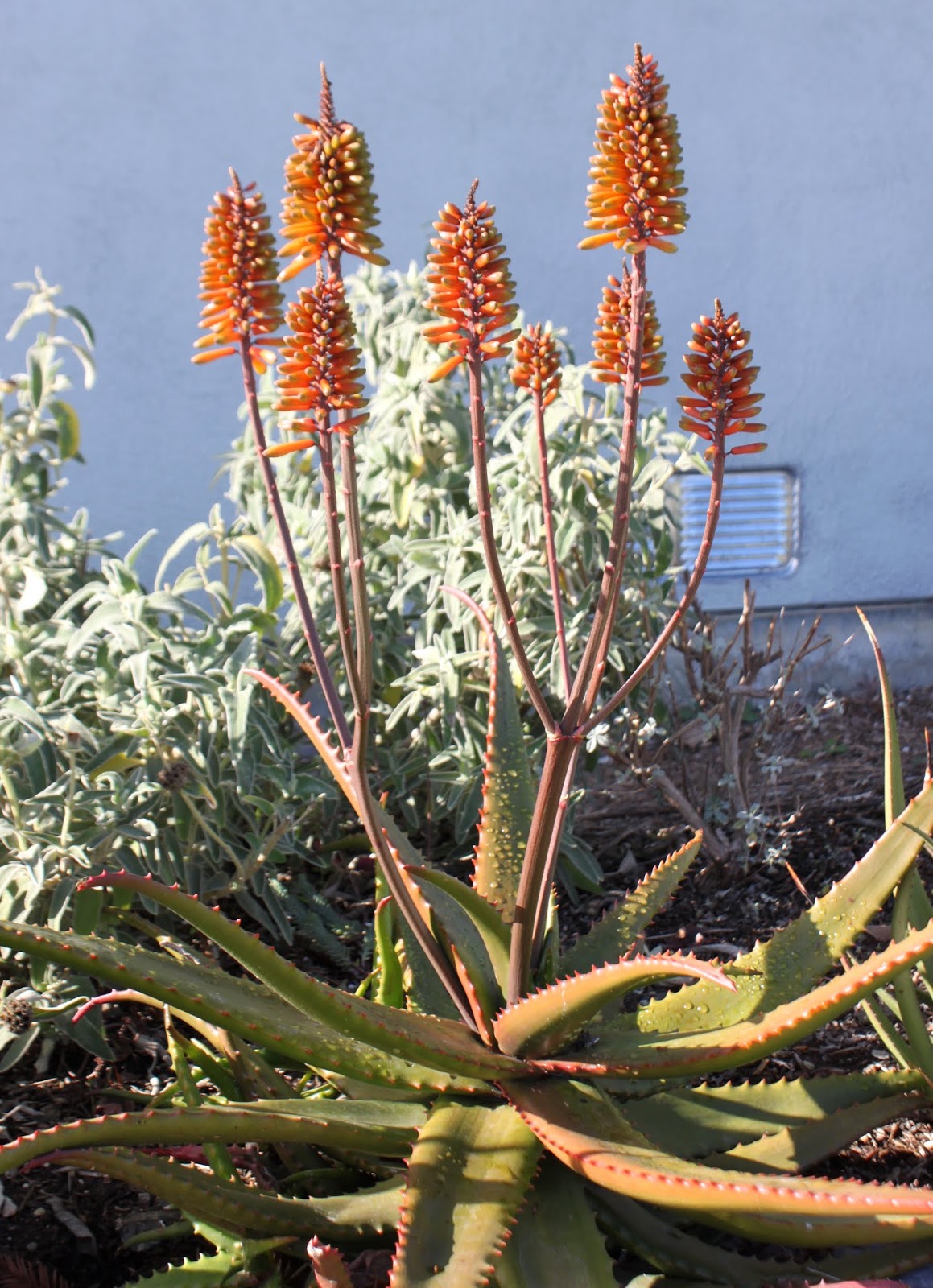 Emerging Fall Aloe Inflorescences