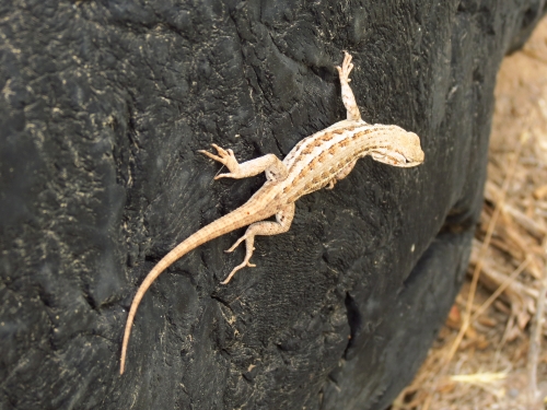 Gypsy blood & Asphalt fever