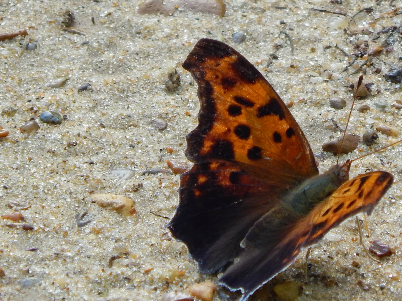 Central Louisiana Birding & Wildlife: Willow Lake, Bushley Bayou, and ...