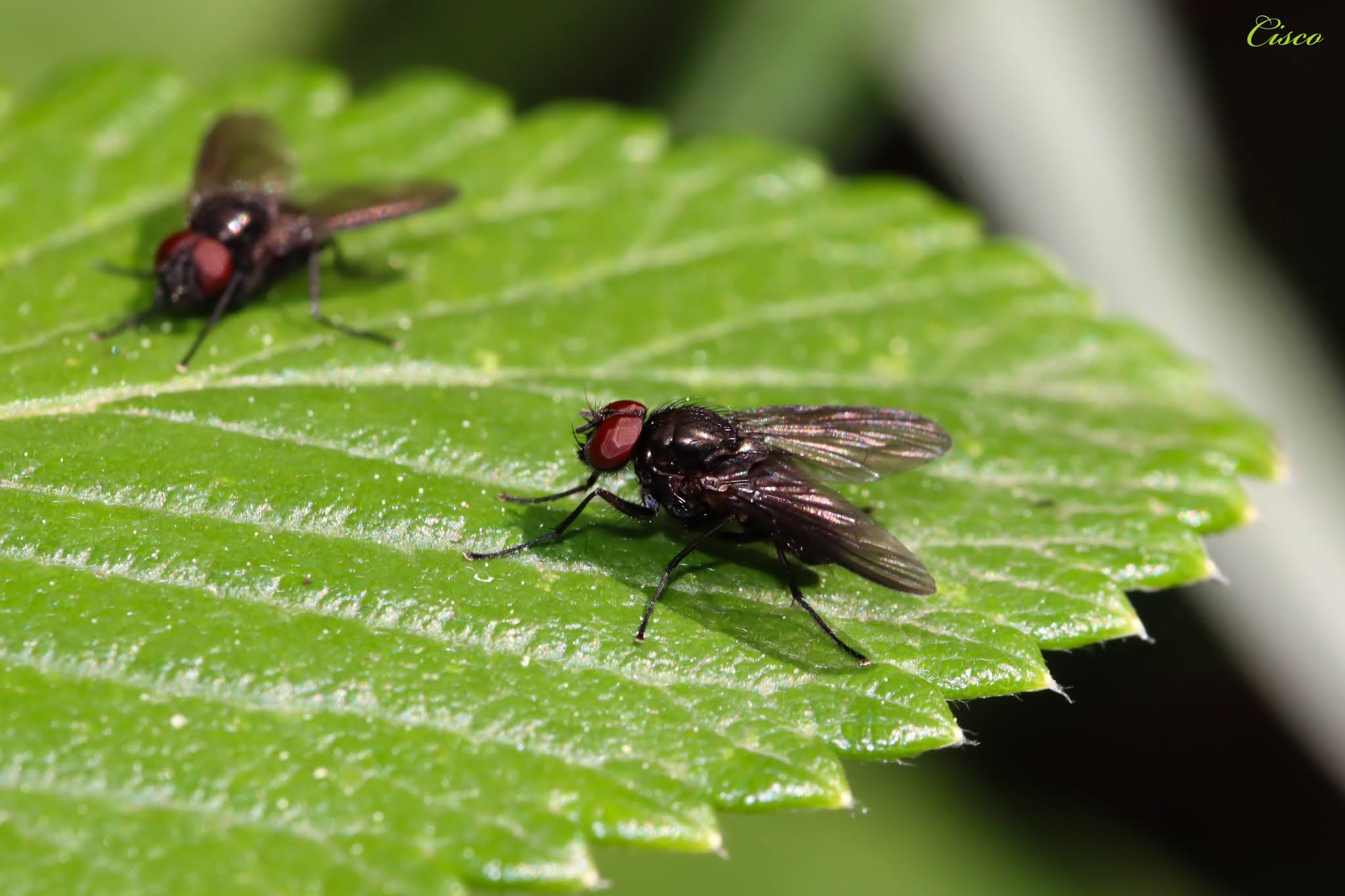 Cuaderno de campo. Naturaleza de Canarias: Hydrotaea sp.