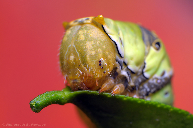 InSeCtOs: ÓRGANOS DE LOS SENTIDOS EN INSECTOS