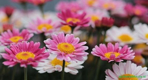 Cara Budidaya Bunga Aster yang Cocok Untuk Pekarangan Rumah ...
