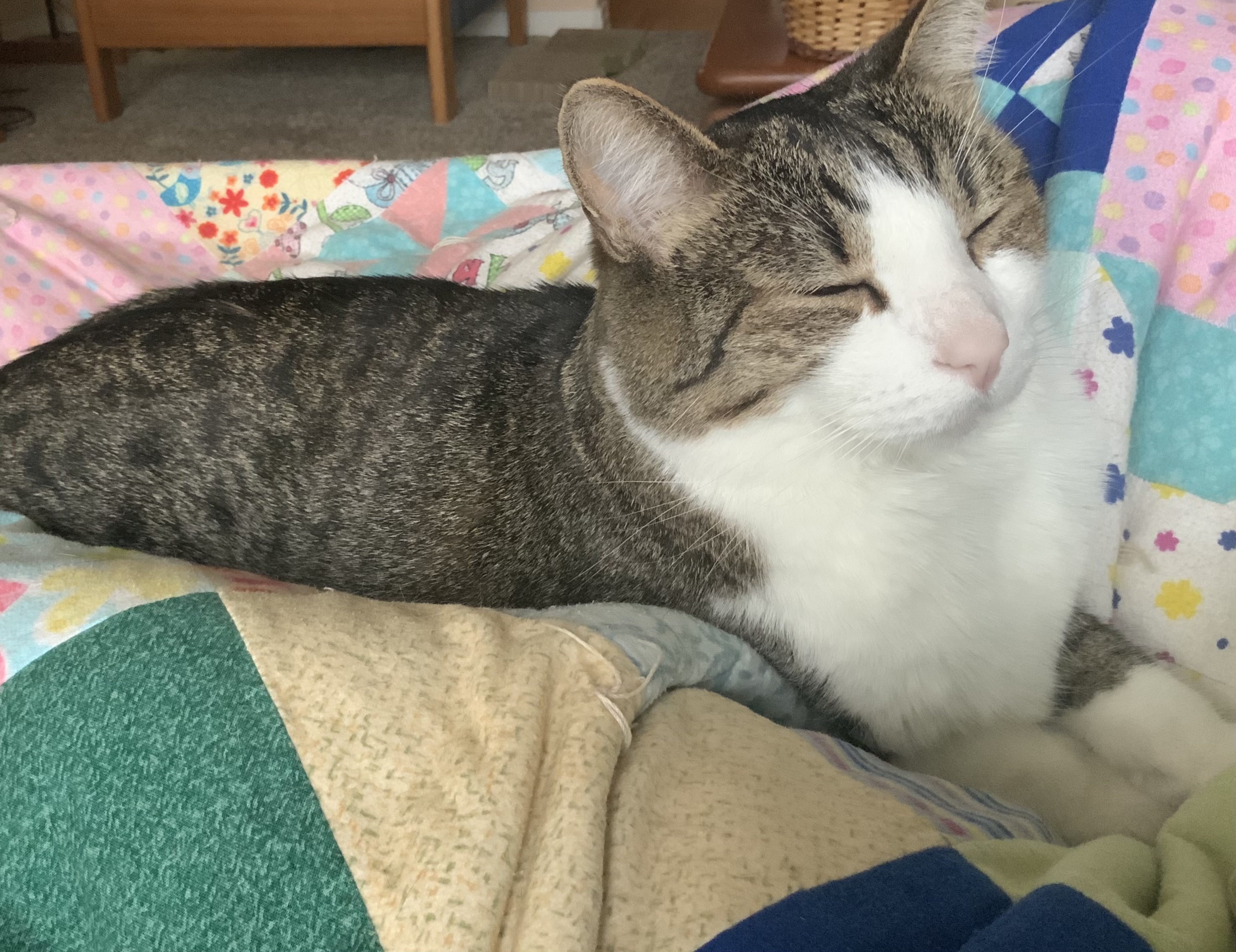 Cat Patches: Optimistic