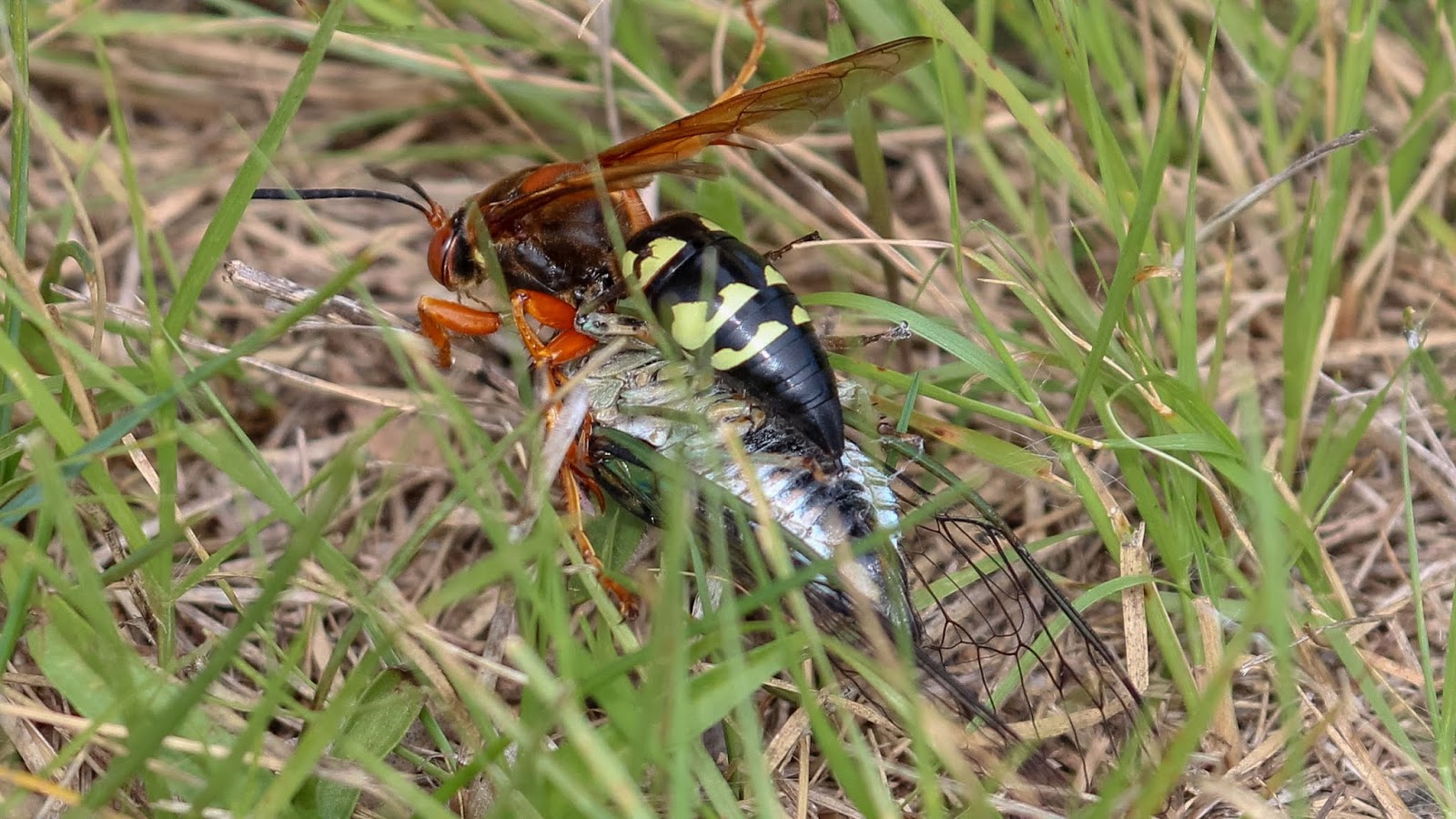 Eastern cicada killer wasp