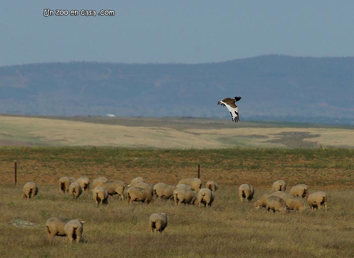El Herrerillo: Sisón común (Tetrax tetrax)