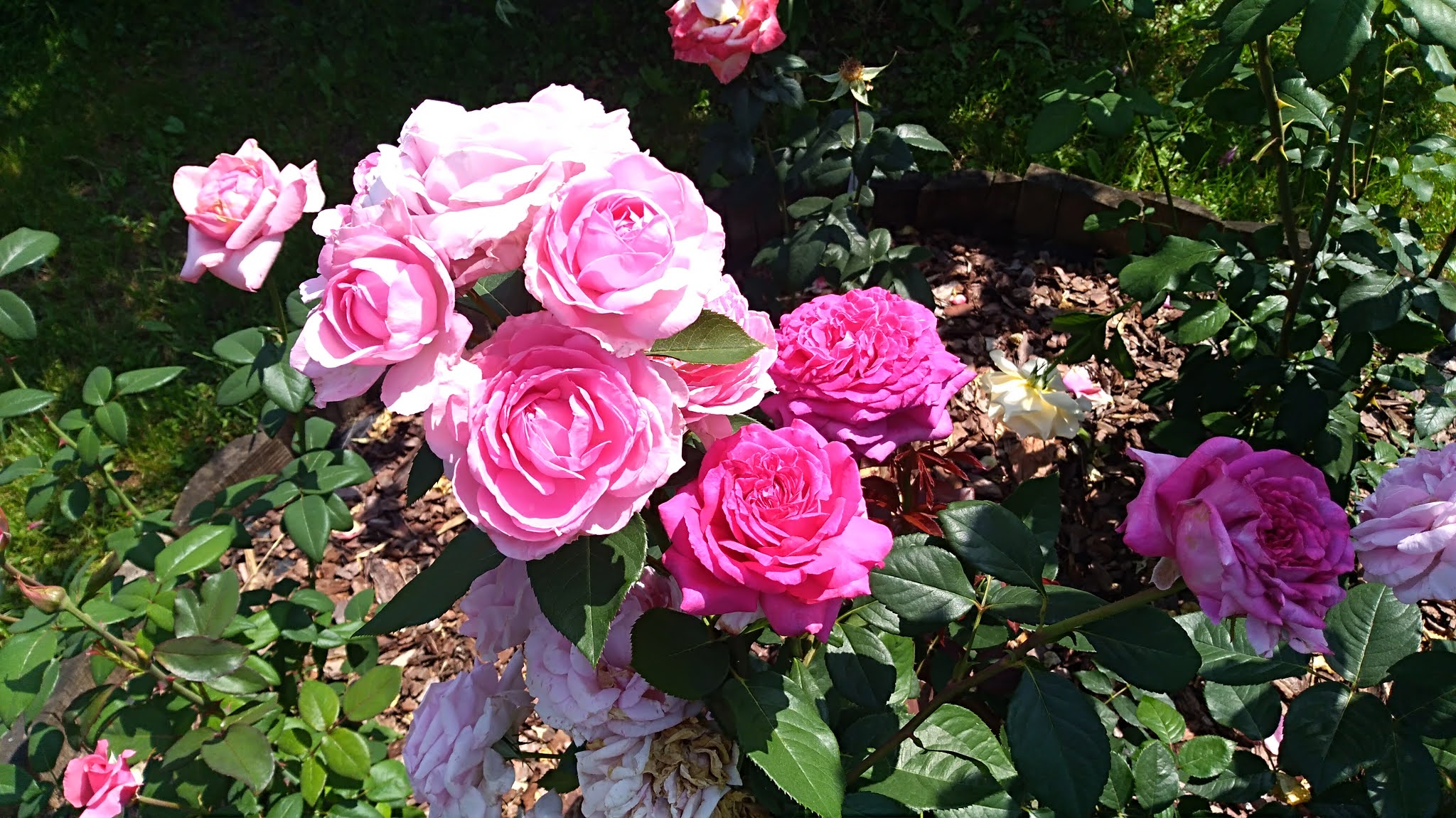 Ranczo Elma: Róża (Rosa) Ghita Renaissance