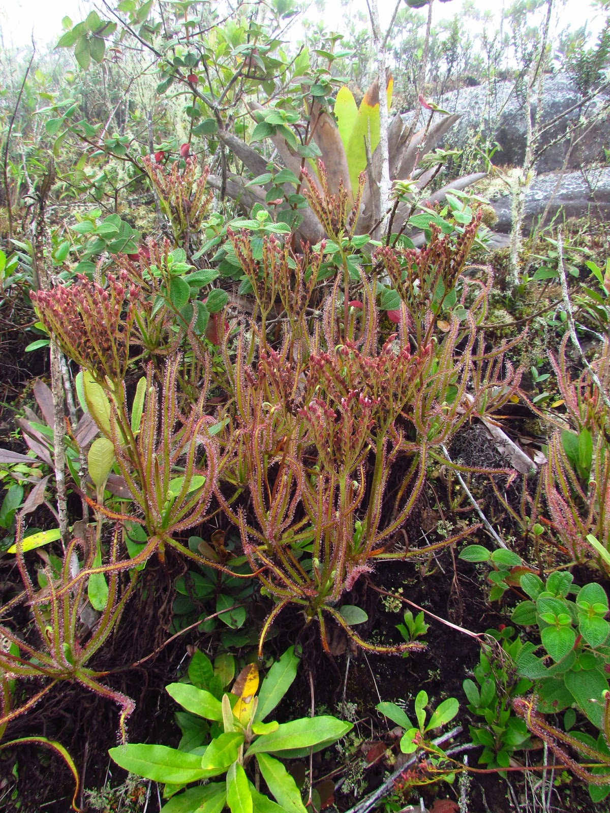 Species New to Science: [Botany • 2015] Drosera magnifica • The Largest ...