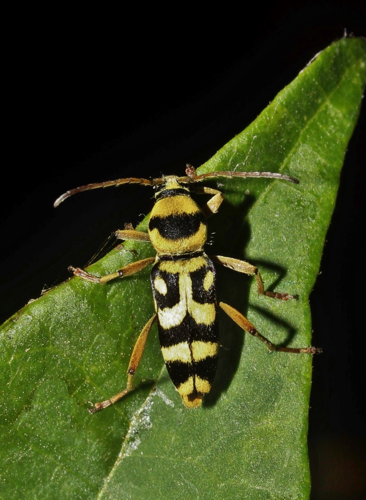 Biodiversity of Cyprus by NGO Protection of the Natural Heritage and ...