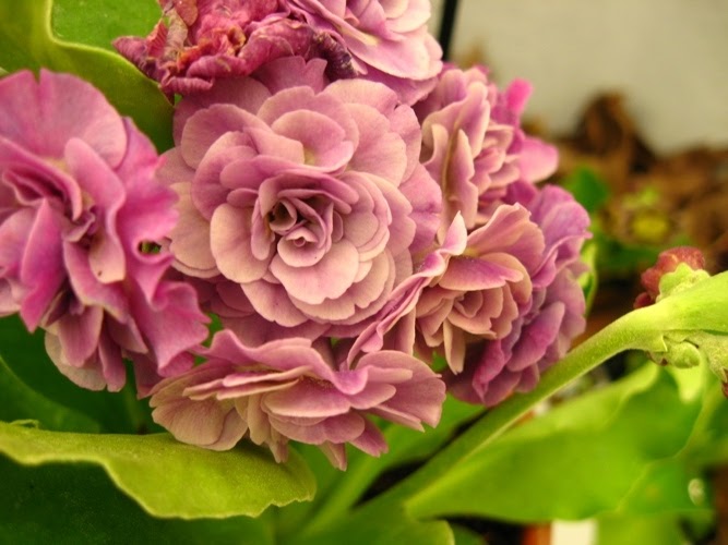 Ewa in the Garden: 21 New Charming Varieties of Primrose