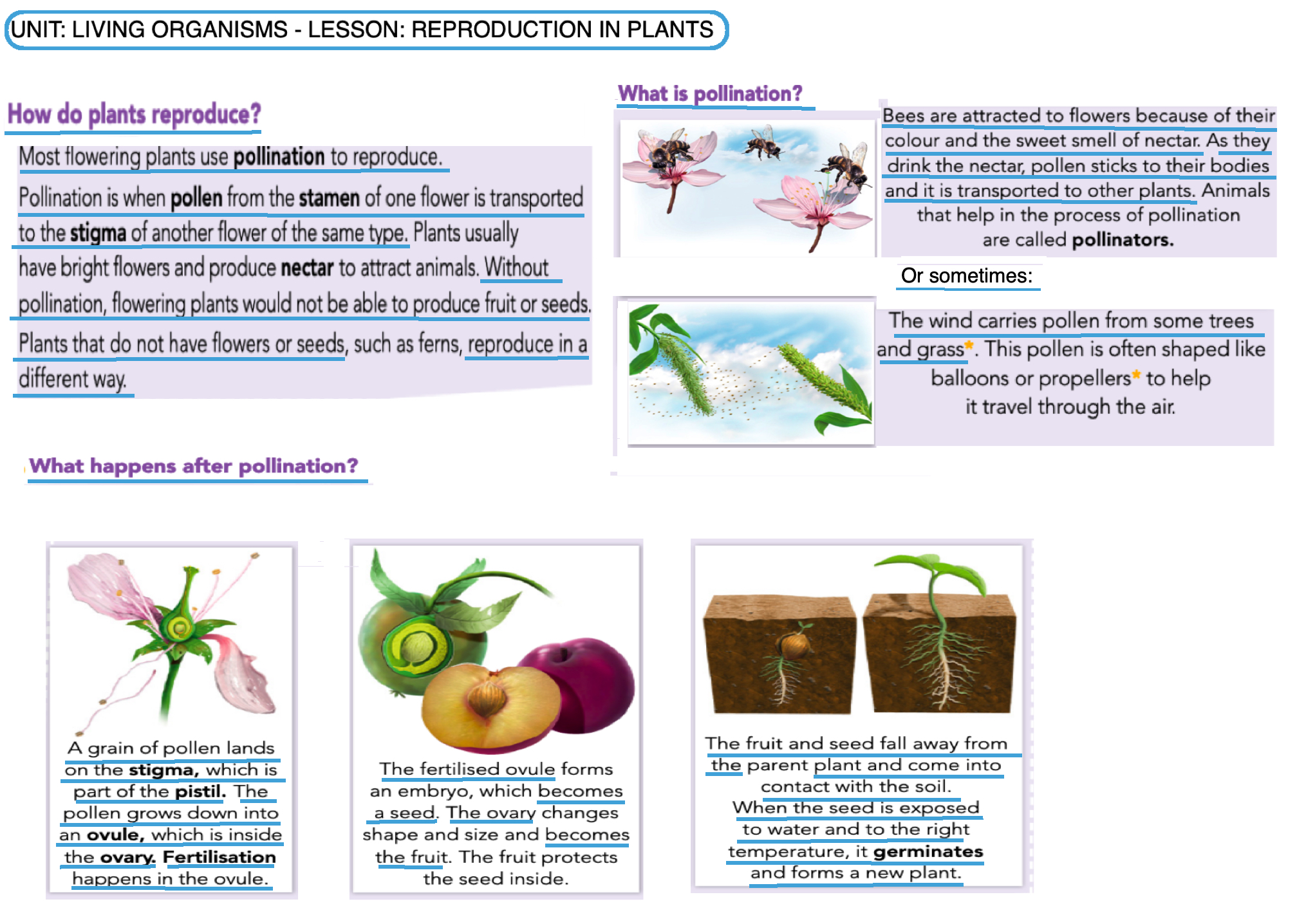 Blog de 4º de Primaria: NATURAL SCIENCE - YEAR 4 - UNIT: LIVING ...