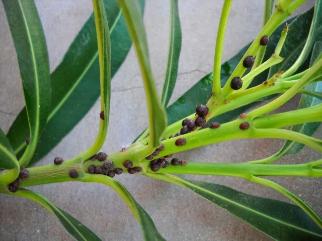 Xtremehorticulture of the Desert: Dark Brown or Black Shells on ...