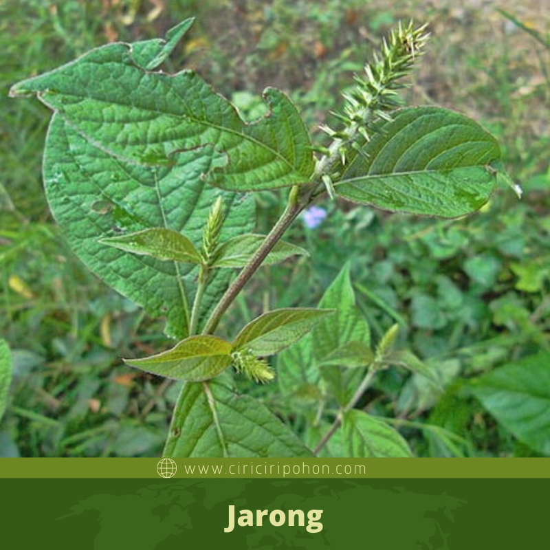 60+ Pohon Gulma atau Rumput Liar (Lengkap dengan Nama dan Gambar ...