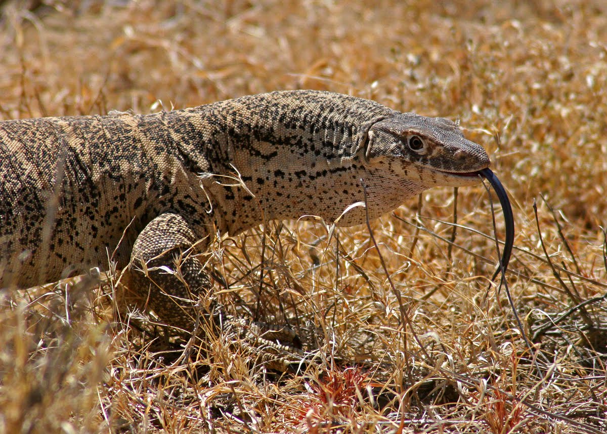 Images by Christine Walsh: Monitor Lizards (Goannas)