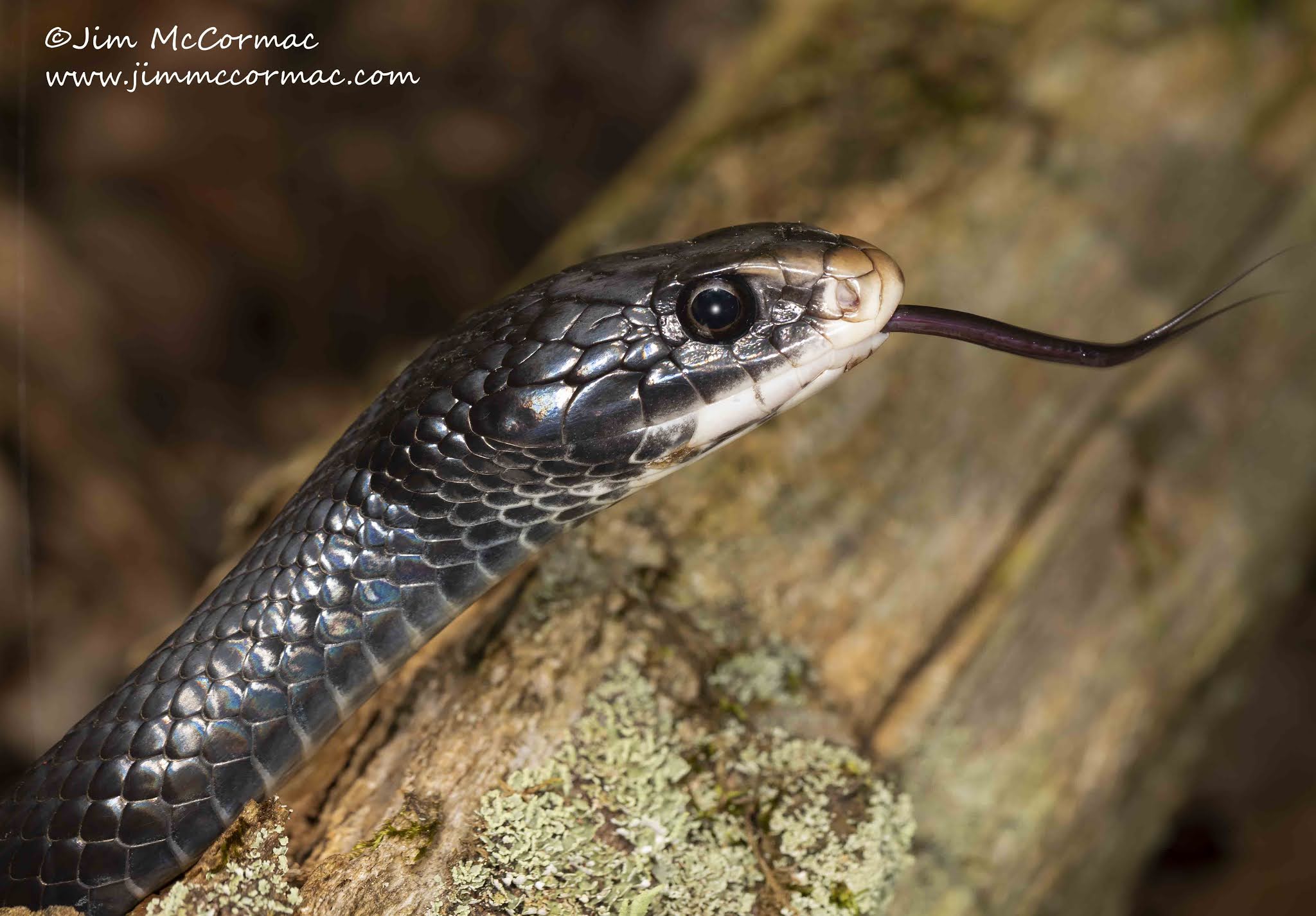 Ohio Birds and Biodiversity: Eastern Racer