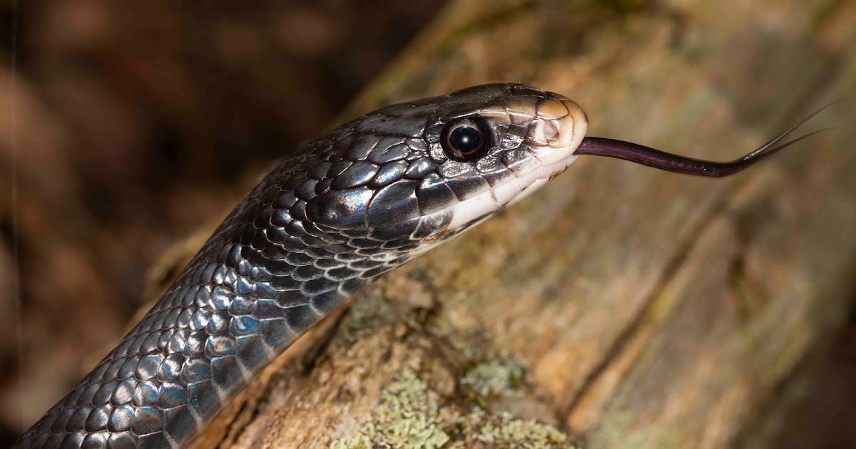 Ohio Birds and Biodiversity: Eastern Racer