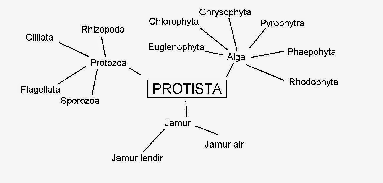 PROTISTA ~ MUNAWI INSIDE
