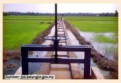 Tips.Cara menanam padi yang baik dan benar