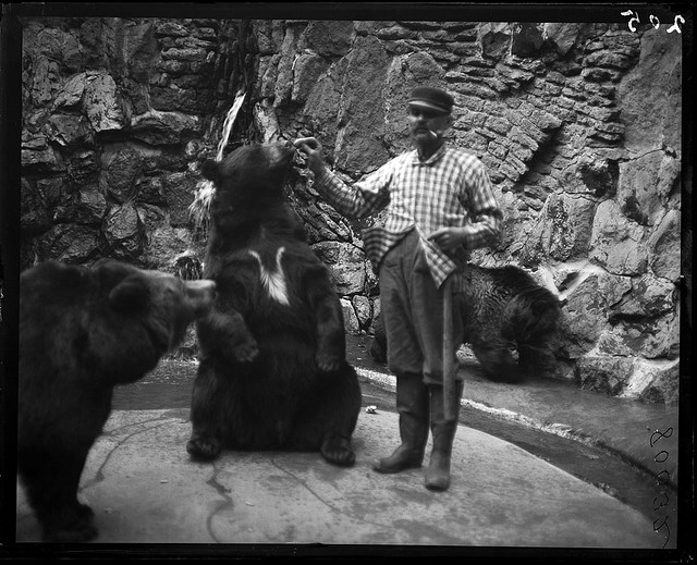 Zookeeper Feeding Bears at Lincoln Park Zoo in Chicago, 1900 ~ Vintage ...