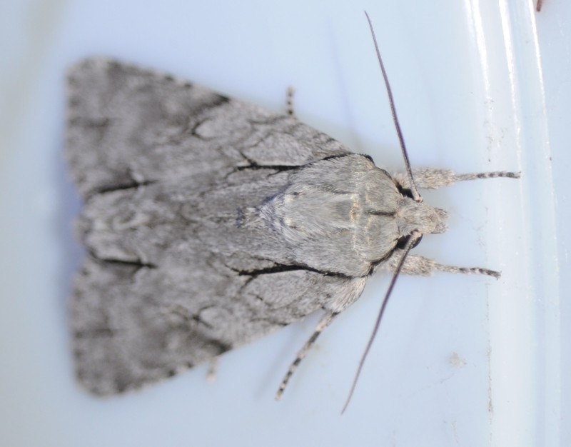 Lepidópteros de Villena y comarca: Acronicta tridens