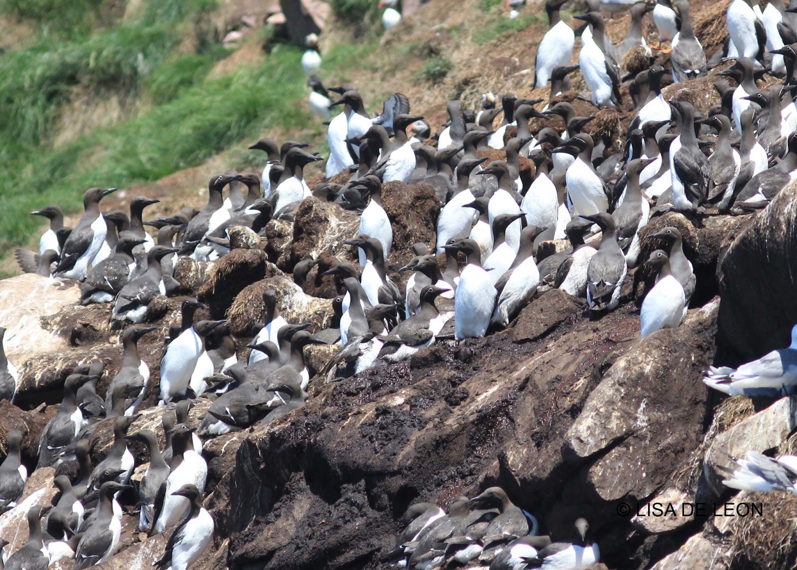 Birding with Lisa de Leon: Newfoundland Turr