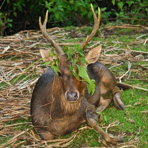 THE ZOOLOGIST : Three Types Of Deer In Malaysia