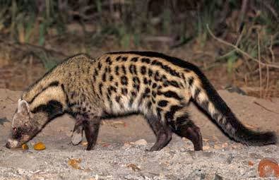 FAUNA Y FLORA DEL MUNDO: CIVETA: " Agil figura en la sabana"