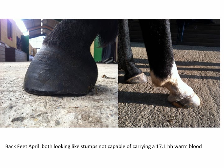 Dubbed toes, beveled toes, or a mustang roll | The Horse Forum