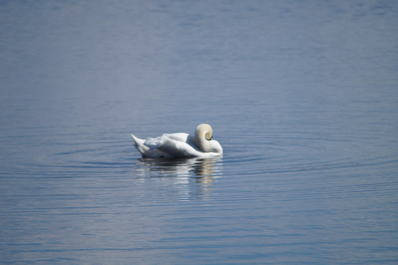 Things with Wings: Mute Swans, an Invasive Species