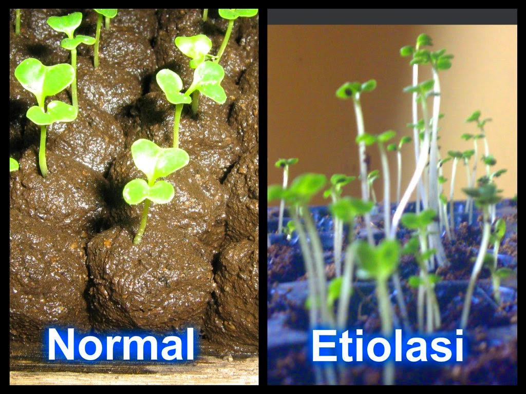 ETIOLASI DAN FOTOTROPISME - AGRONOMI UNHAS