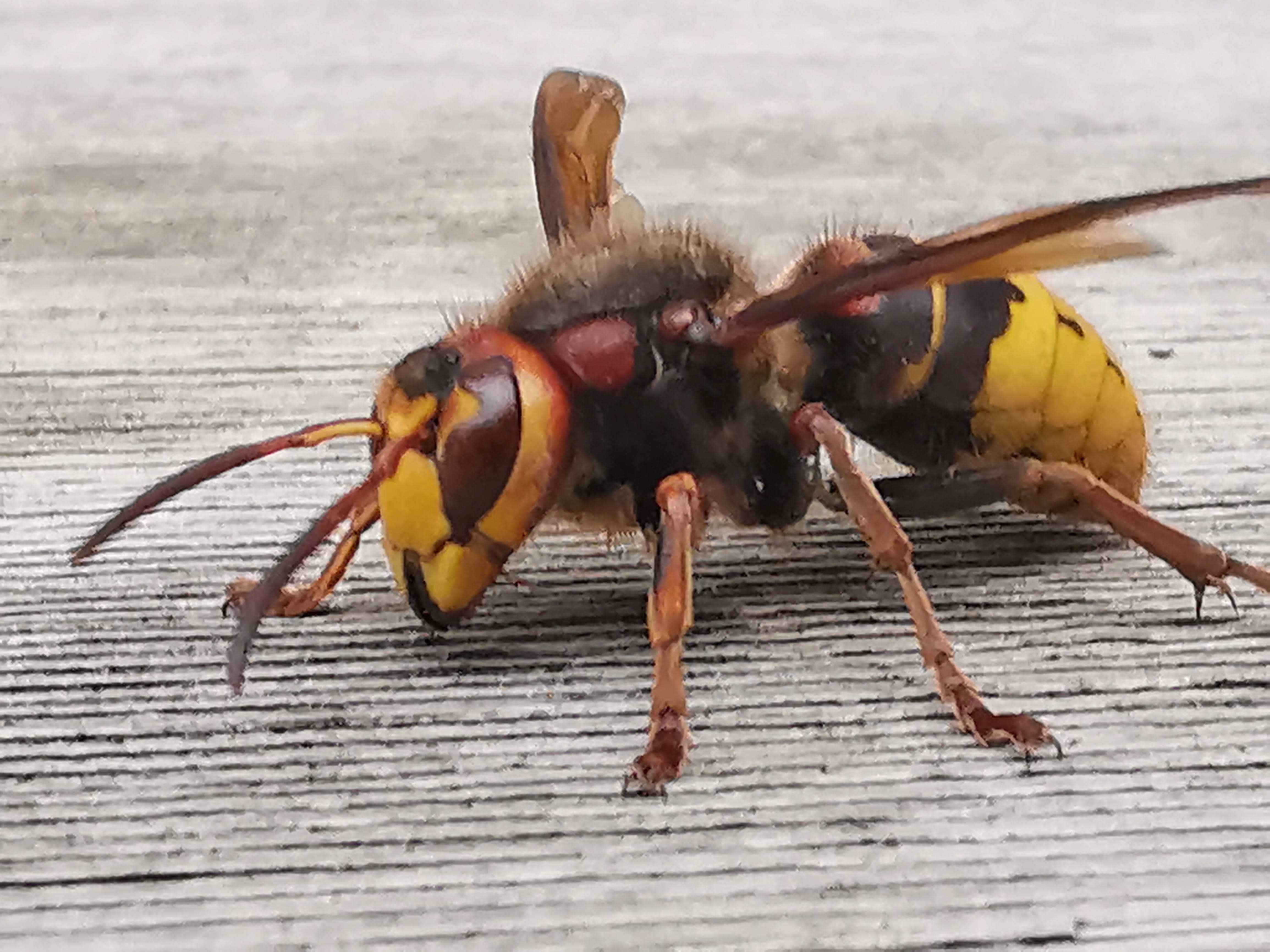 RulleRolf 45266726: Geithams.