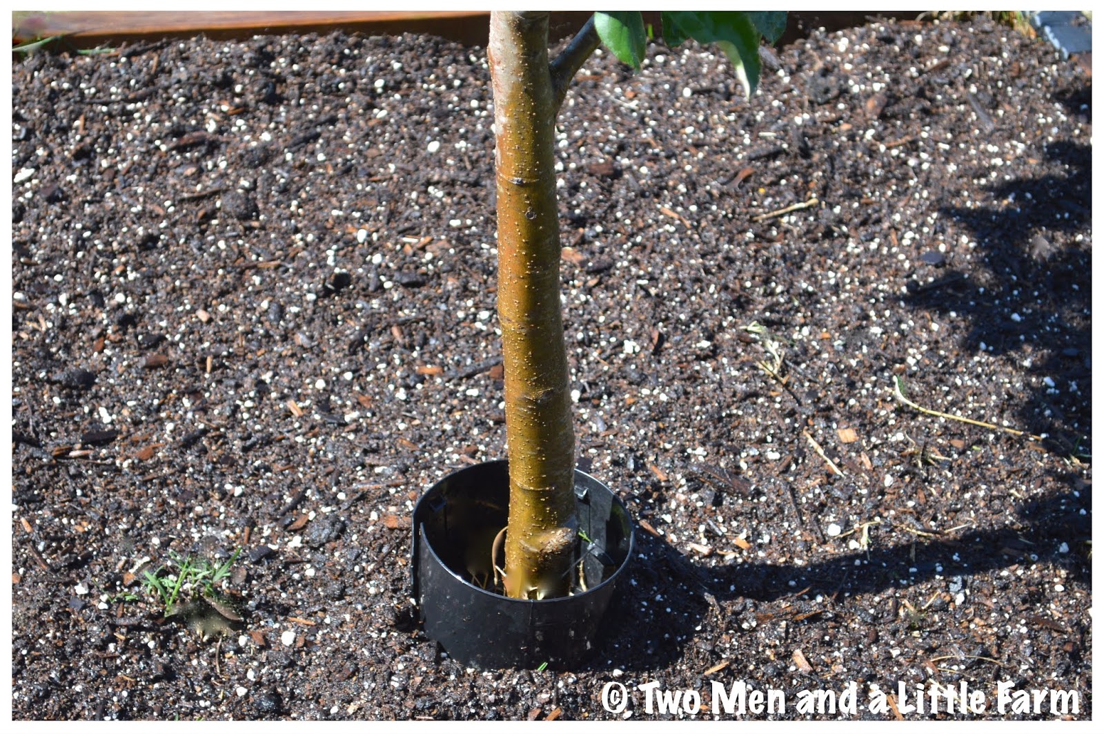 Two Men and a Little Farm: FRUIT TREE RAISED BEDS WITH TRUNK PROTECTION