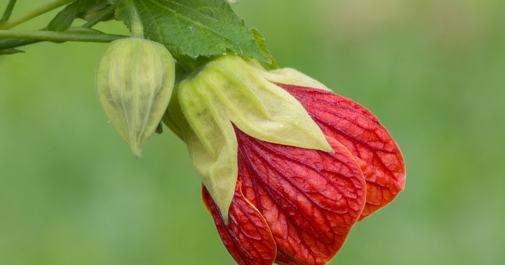 Abutilon care and culture | Travaldo's blog