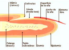UÑAS BEL: Cuidado de la Cutícula