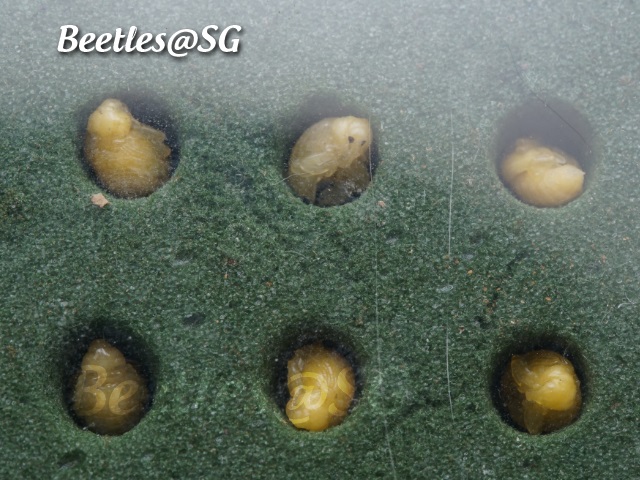 Beetles@SG BLOG: Close Encounter With The Mango Pulp Weevil (19 May 2020)