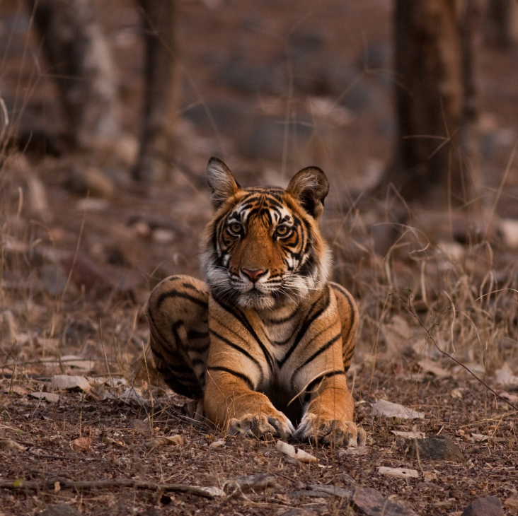 Two weeks in Tanzania: My first wild tiger!