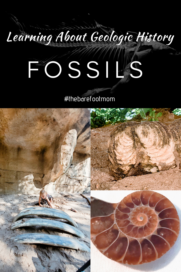 Learning About Geologic History- Fossils