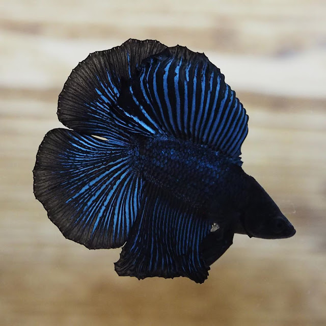 The Best Live Male Black Over Halfmoon Double Tail Betta Fish With Blue Scheme