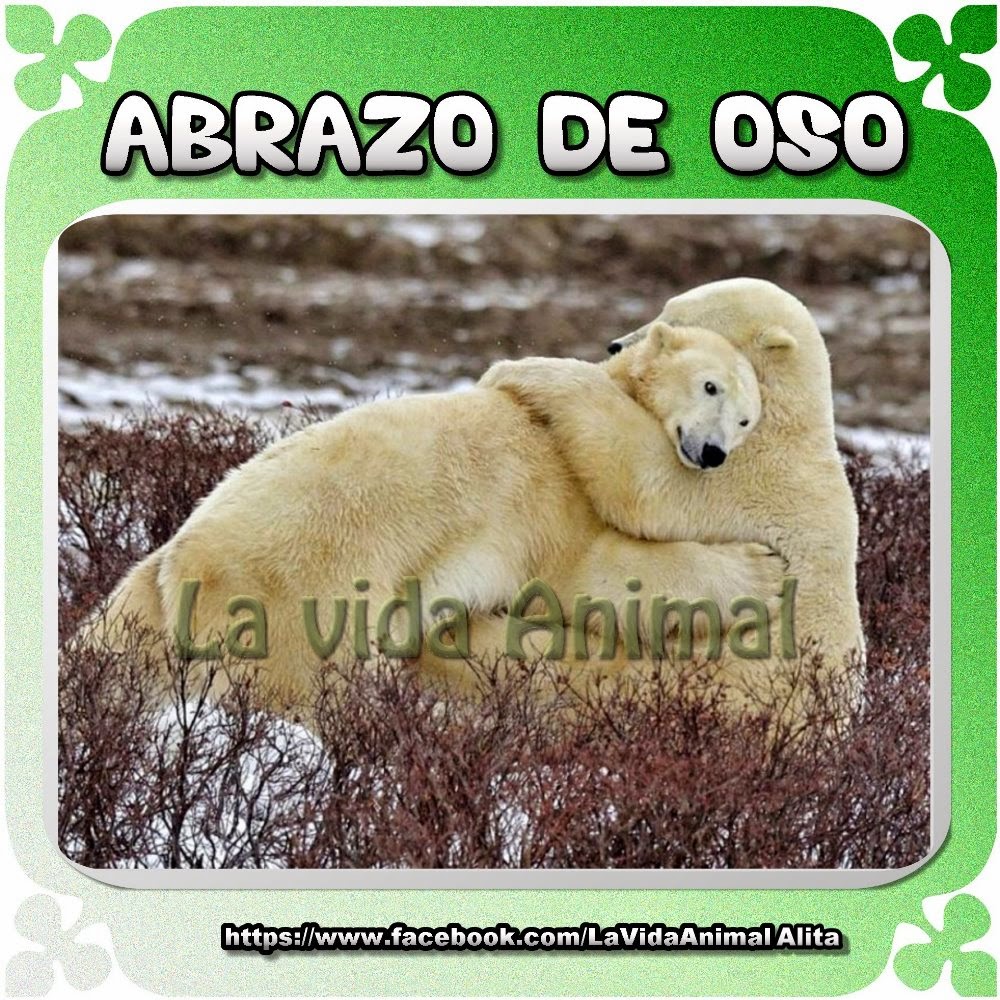 La vida Animal: ABRAZO DE OSO