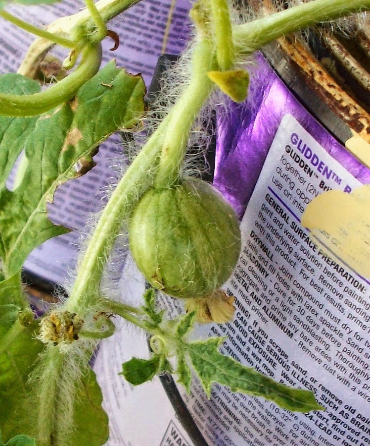 Cultivo de pera melón (Solanum muricatum) | Plantas