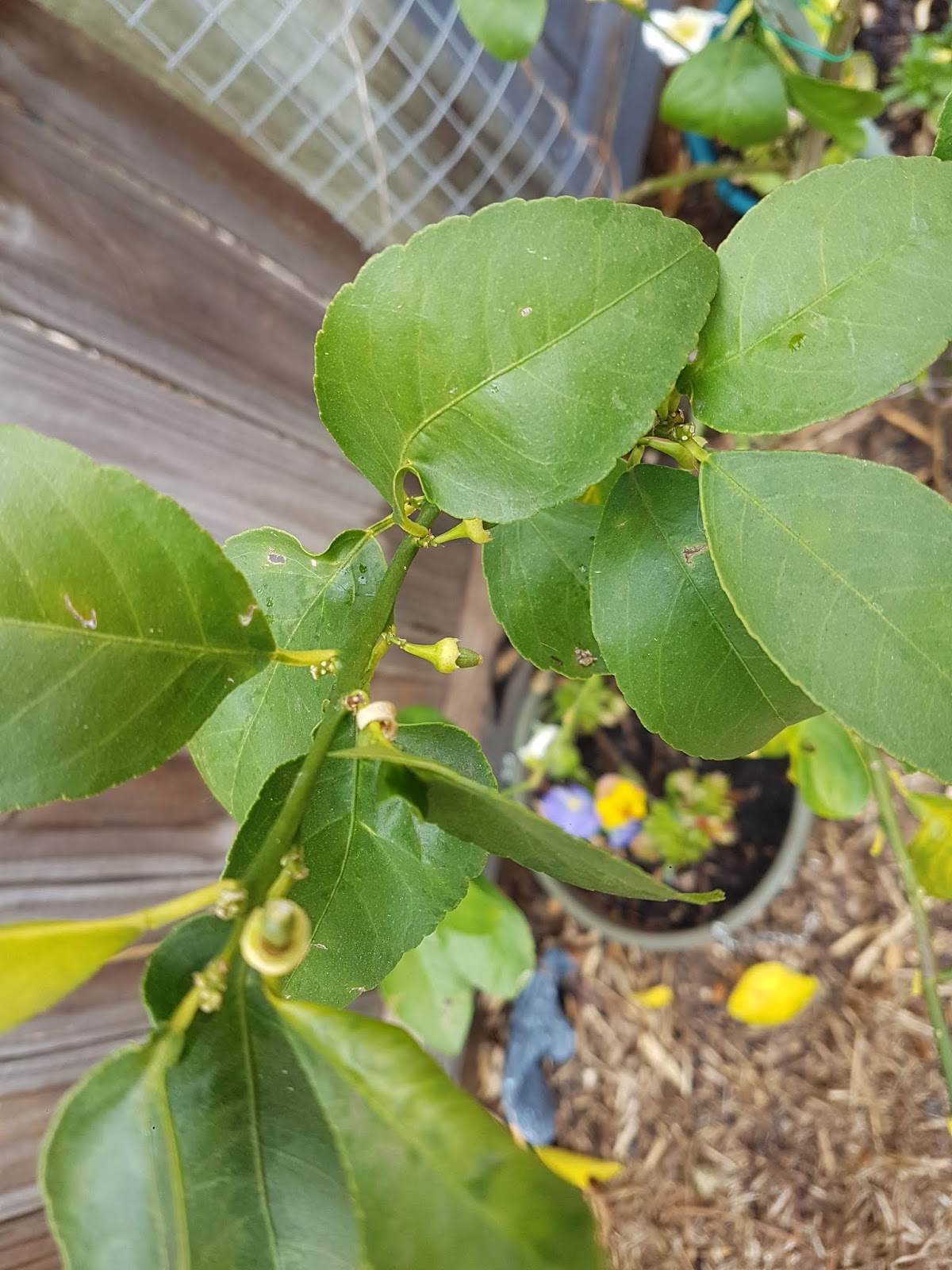 Tickets on Herself: Citrus tree - baby lemons!