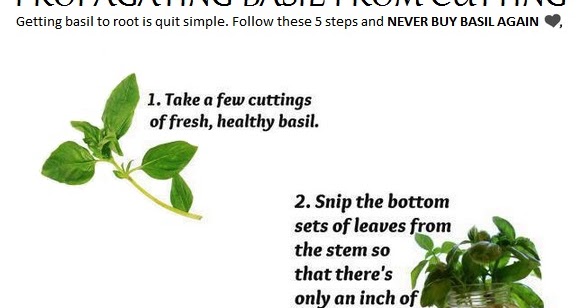 propagating basil from cuttings