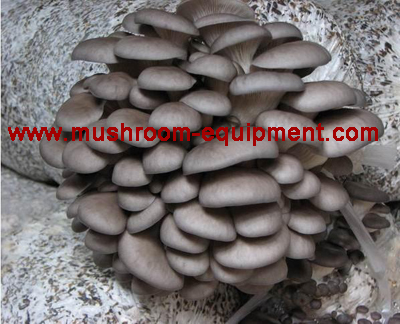 mushroom equipment,mushroom equipment,growing mushrooms indoors: Peanut ...